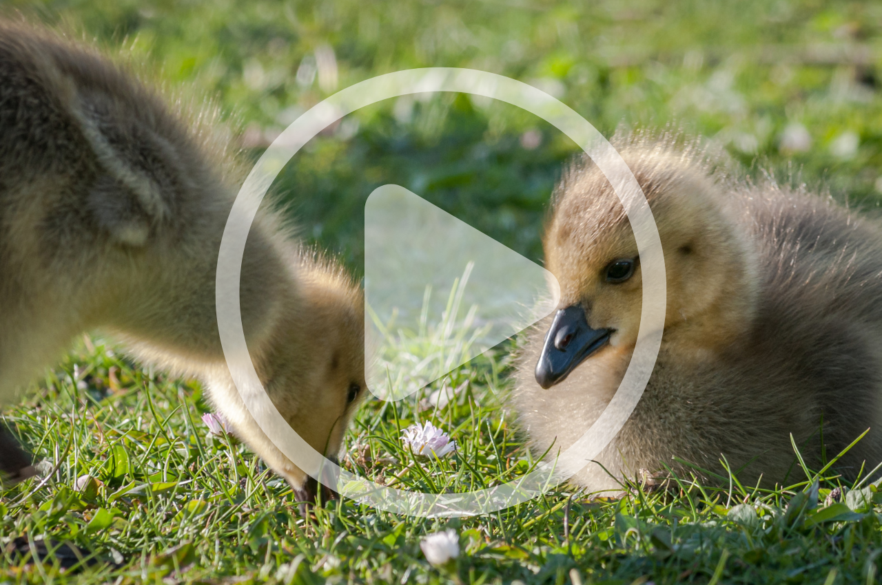 Hatching Goose, Guinea, and Duck Eggs – Mother Earth News